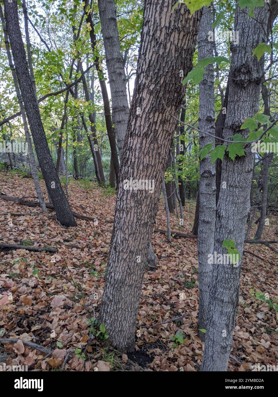 Emerald Ash Borer (Agrilus planipennis Stock Photo - Alamy