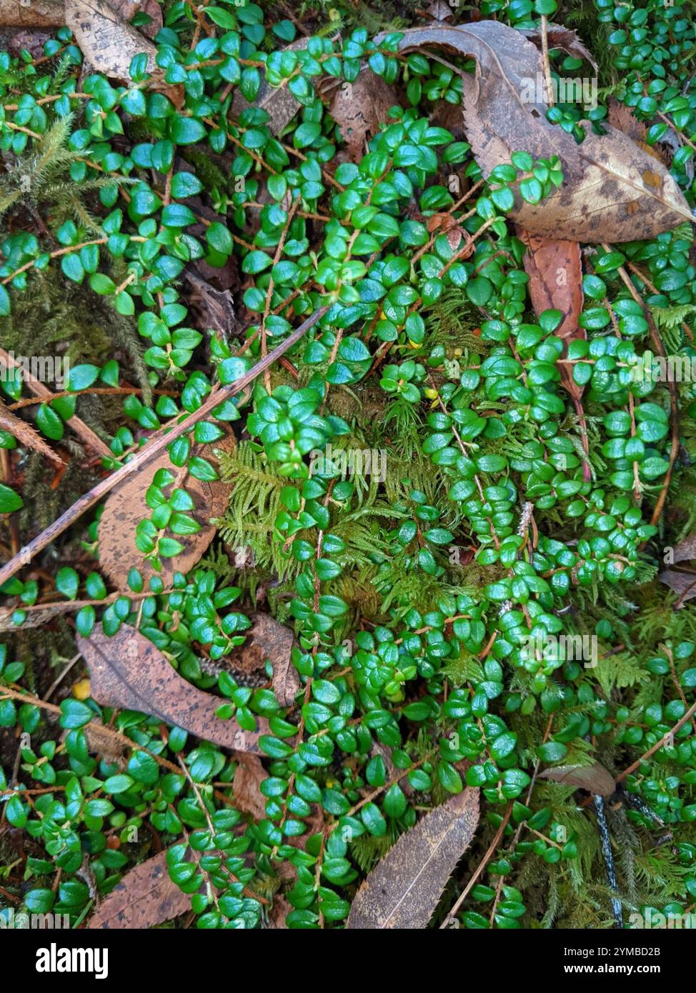 creeping snowberry (Gaultheria hispidula Stock Photo - Alamy