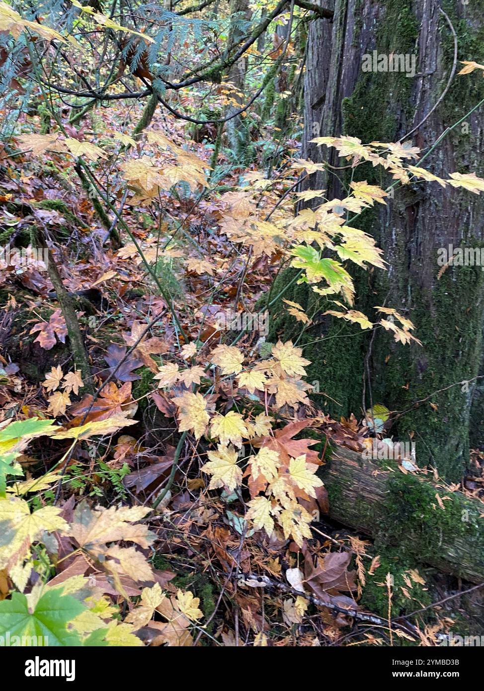 Vine Maple (Acer circinatum Stock Photo - Alamy