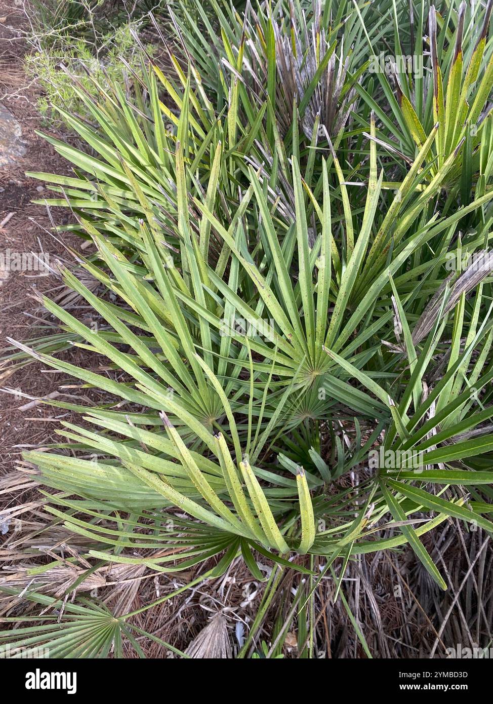 Mediterranean fan palm (Chamaerops humilis Stock Photo - Alamy