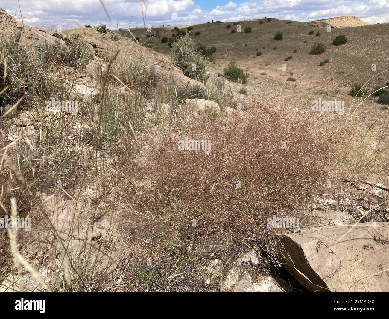 Bush Muhly (Muhlenbergia porteri Stock Photo - Alamy