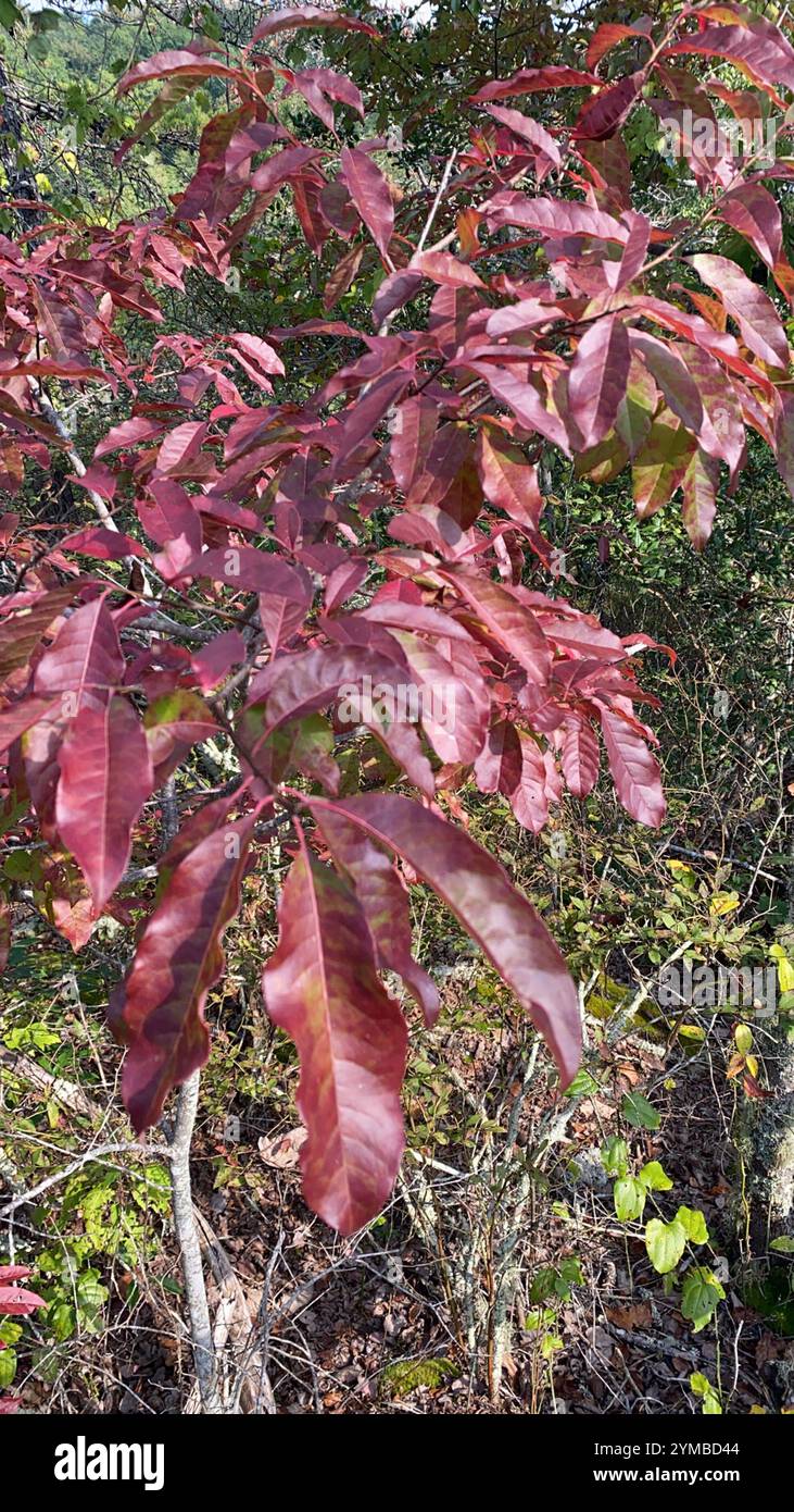 sourwood (Oxydendrum arboreum Stock Photo - Alamy