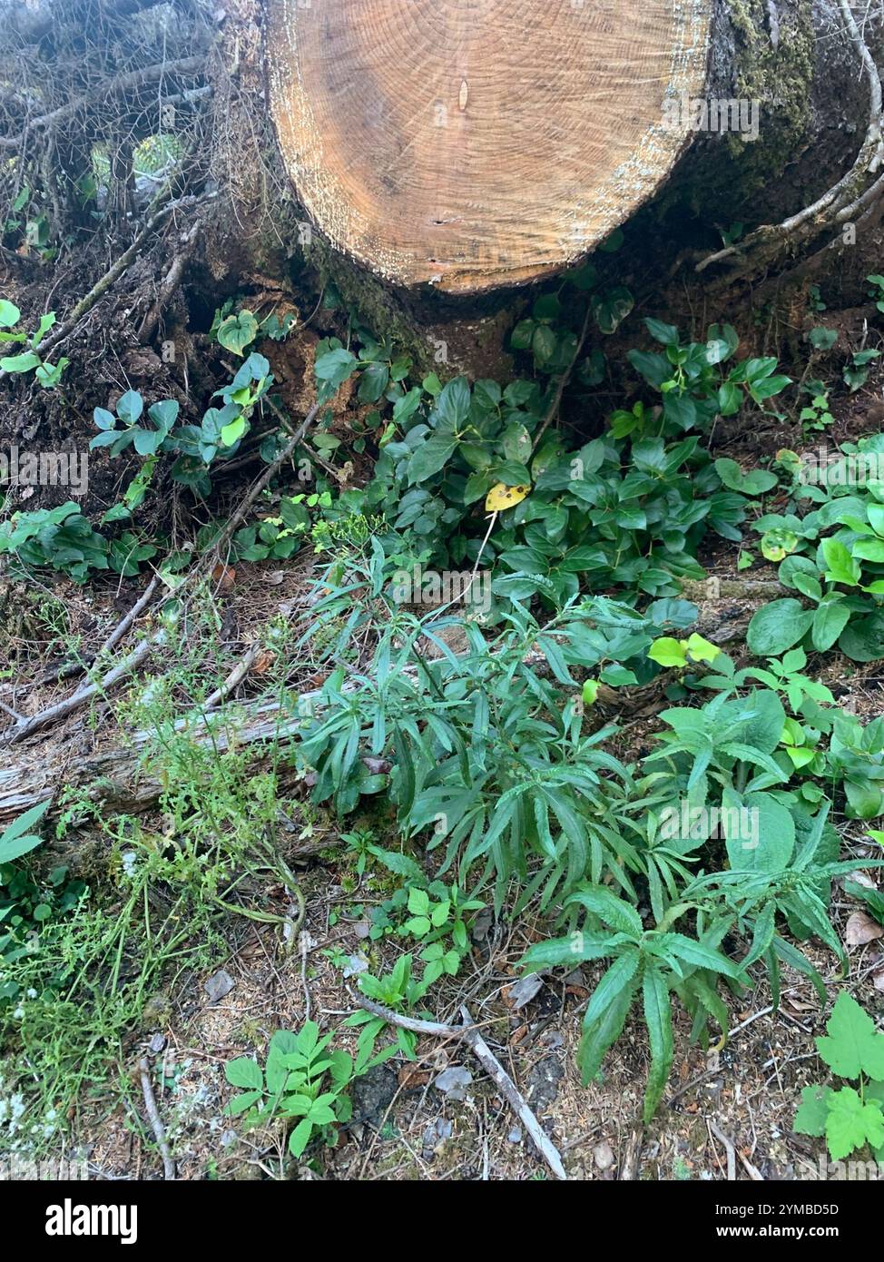 Senecio minimus hi-res stock photography and images - Alamy