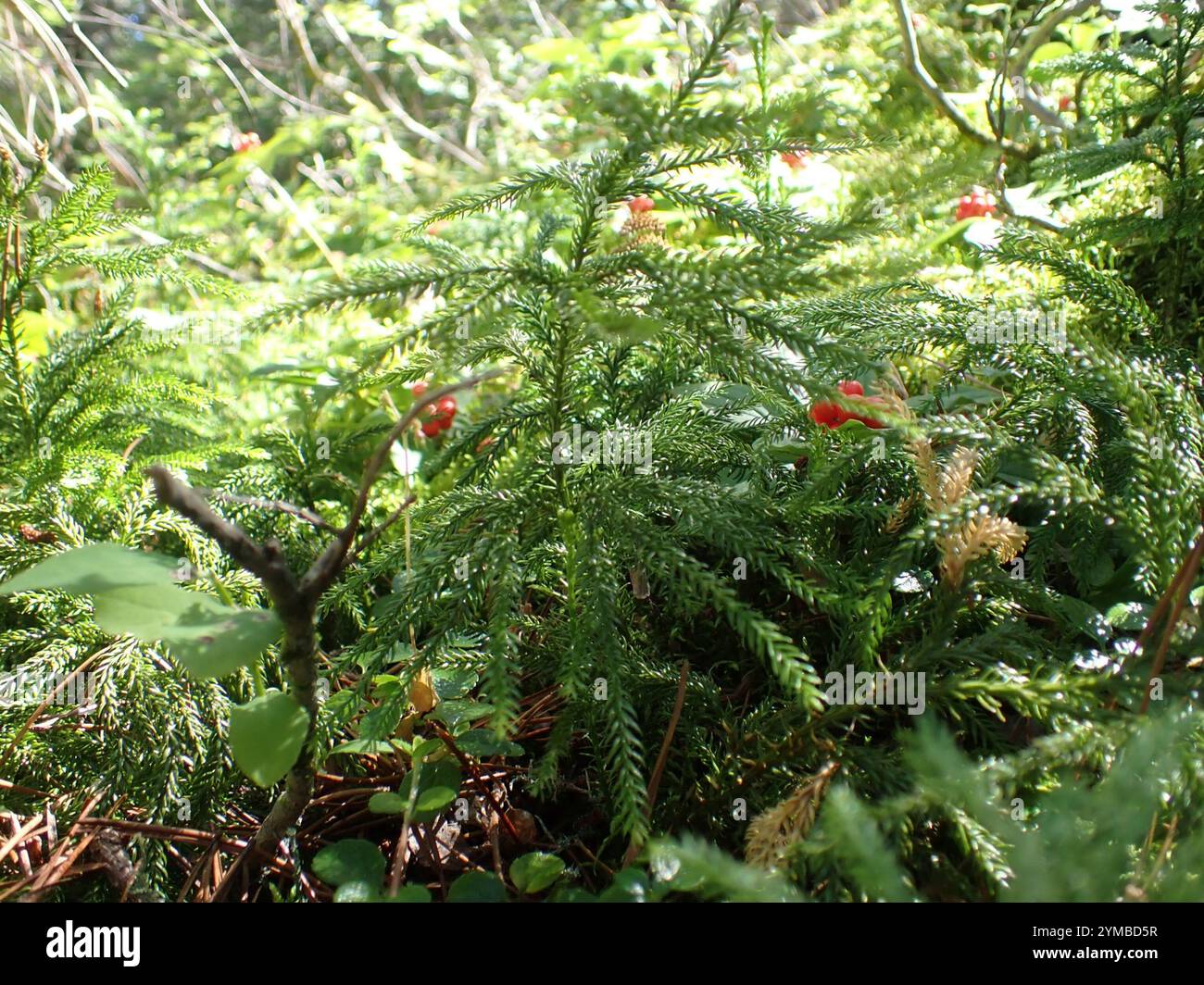 prickly tree-clubmoss (Dendrolycopodium dendroideum Stock Photo - Alamy