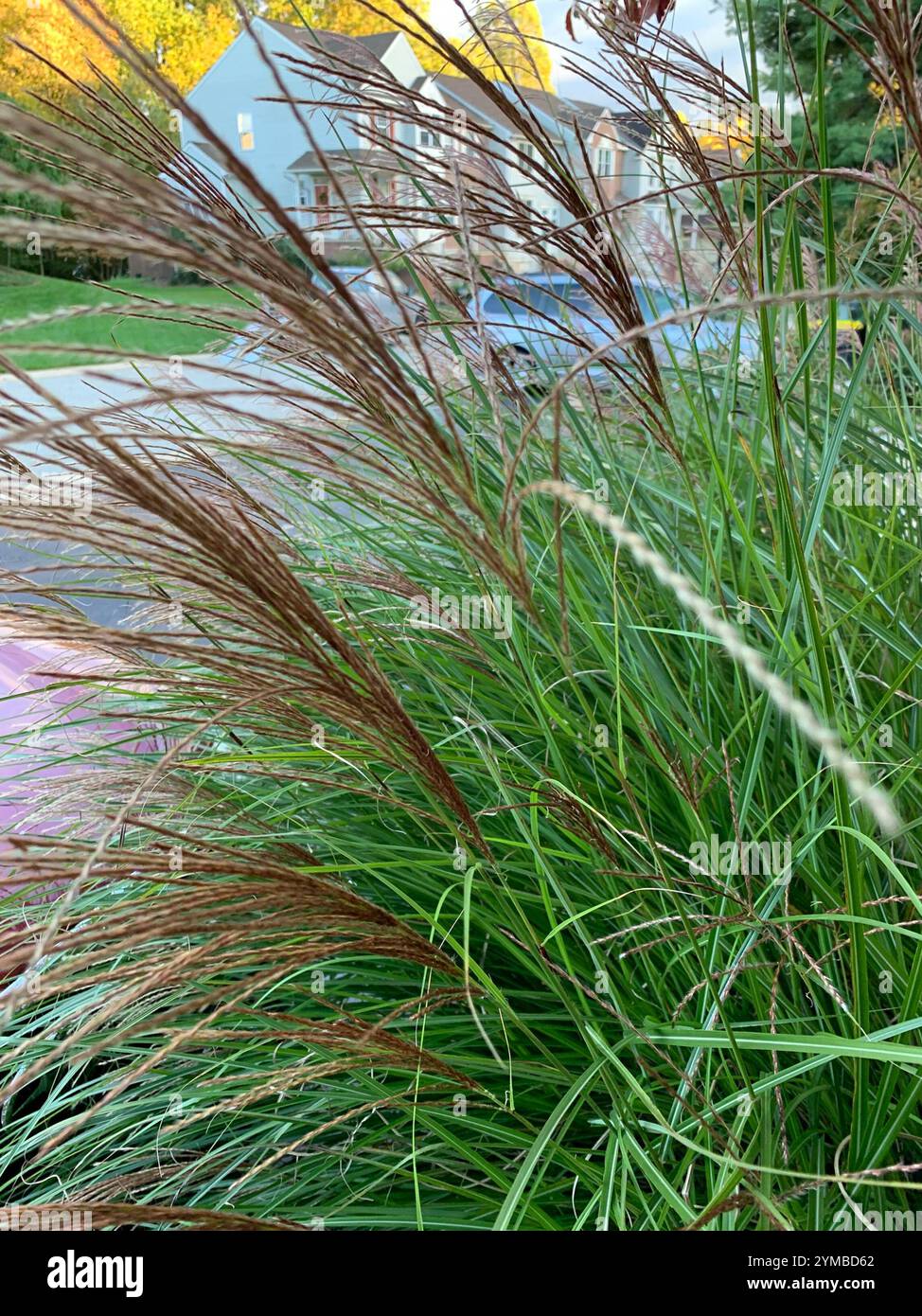 Chinese silver grass (Miscanthus sinensis Stock Photo - Alamy