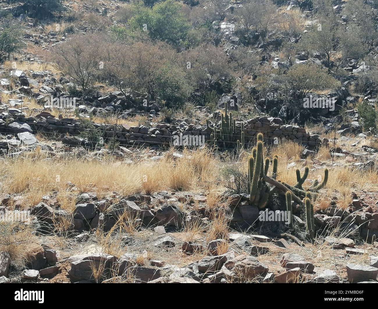 torch cactus (Trichocereus spachianus Stock Photo - Alamy