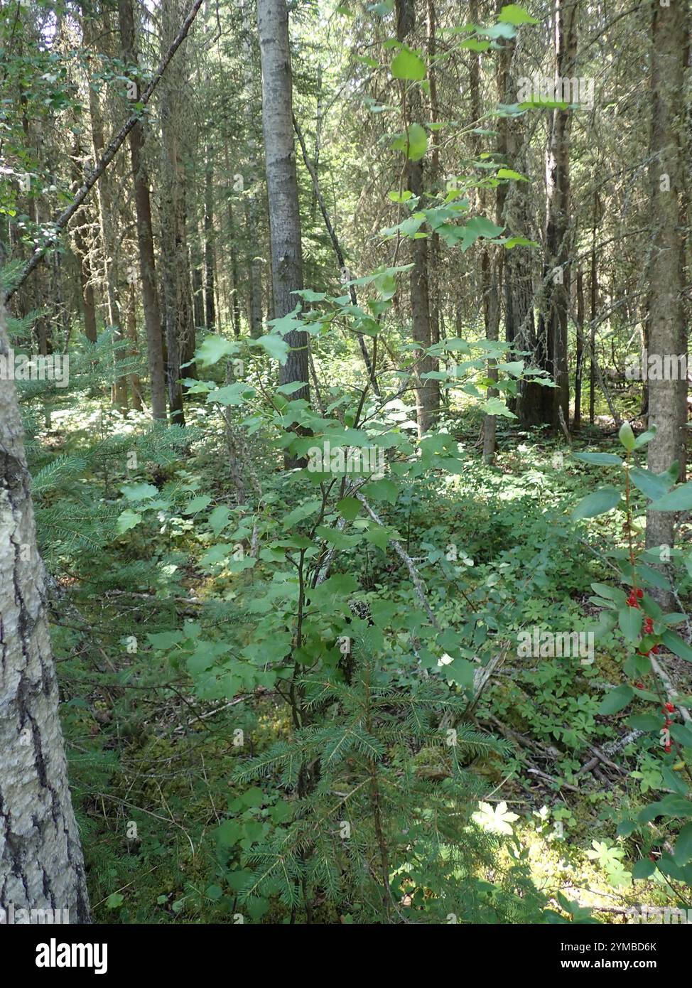 Alaska Paper Birch (Betula neoalaskana Stock Photo - Alamy