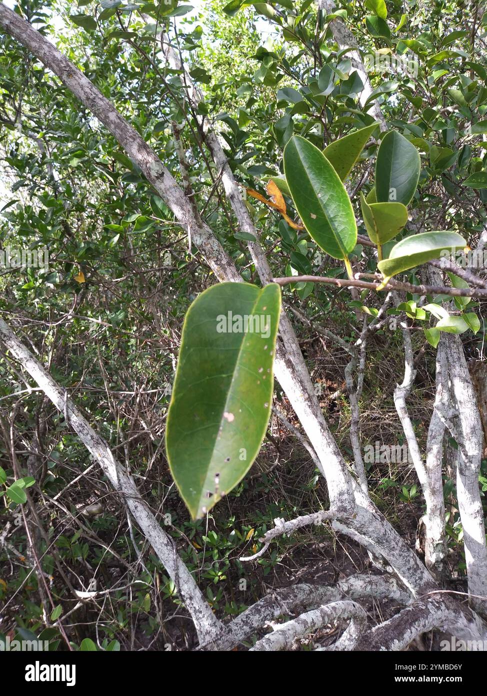 Pond Apple (Annona glabra Stock Photo - Alamy