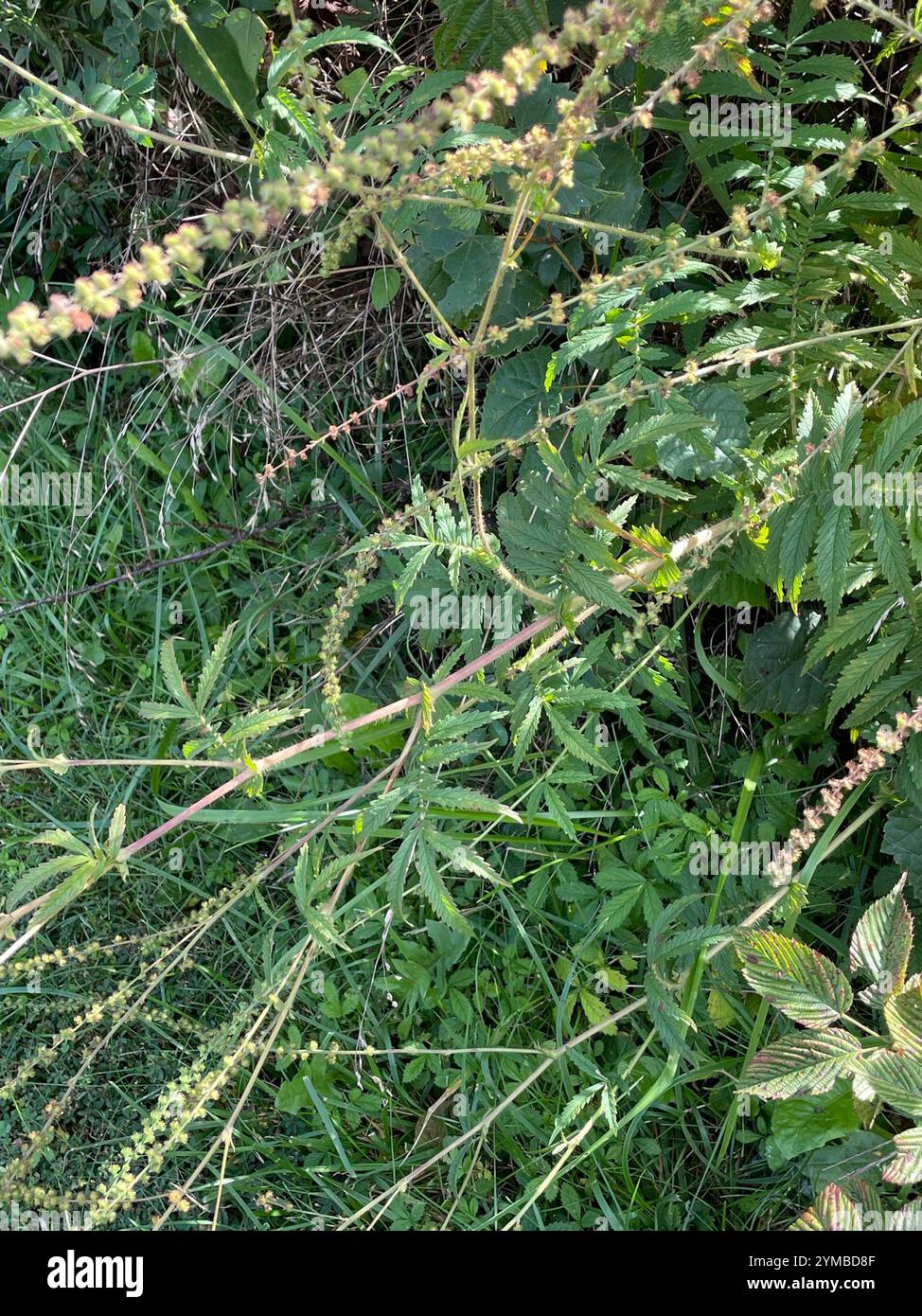 swamp agrimony (Agrimonia parviflora Stock Photo - Alamy