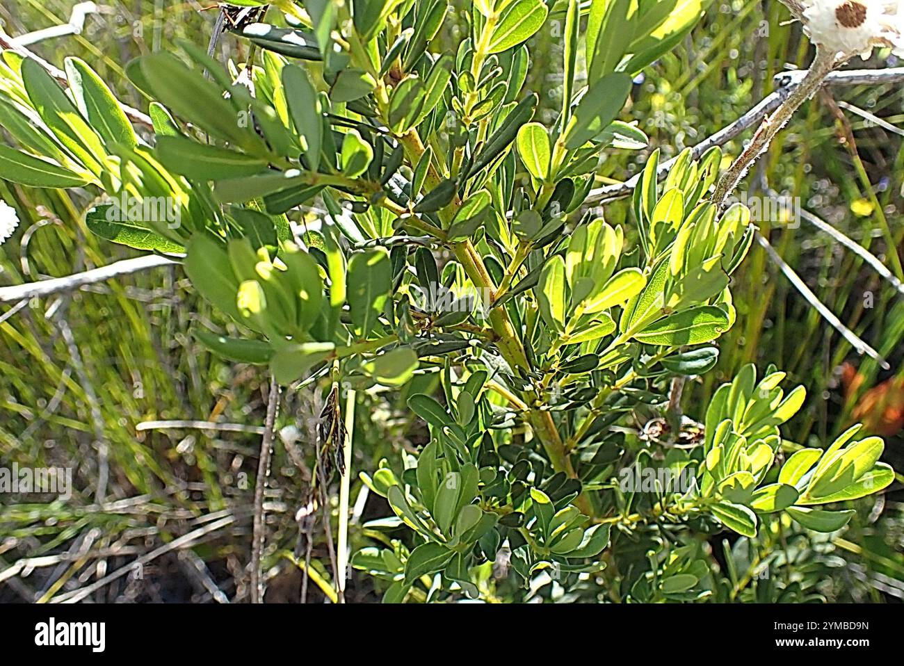 Cyclopia hi-res stock photography and images - Alamy