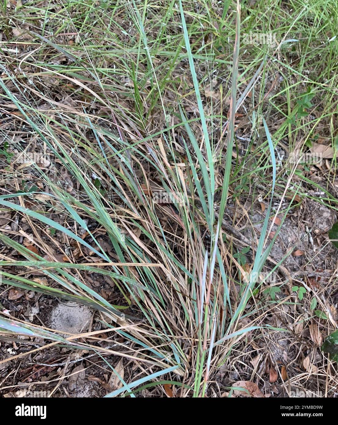 Elliott's lovegrass (Eragrostis elliottii Stock Photo - Alamy