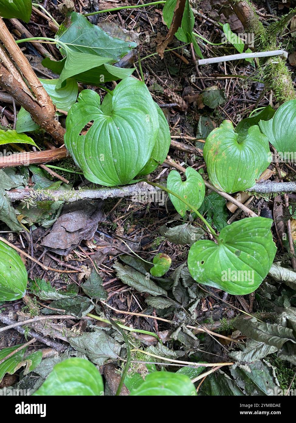 Western Lily of the Valley (Maianthemum dilatatum Stock Photo - Alamy