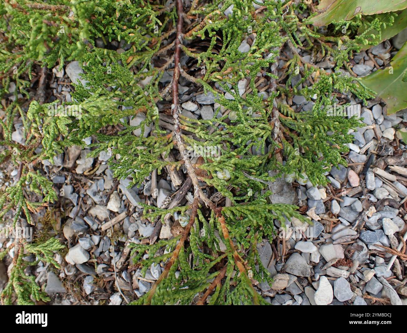 creeping juniper (Juniperus horizontalis Stock Photo - Alamy