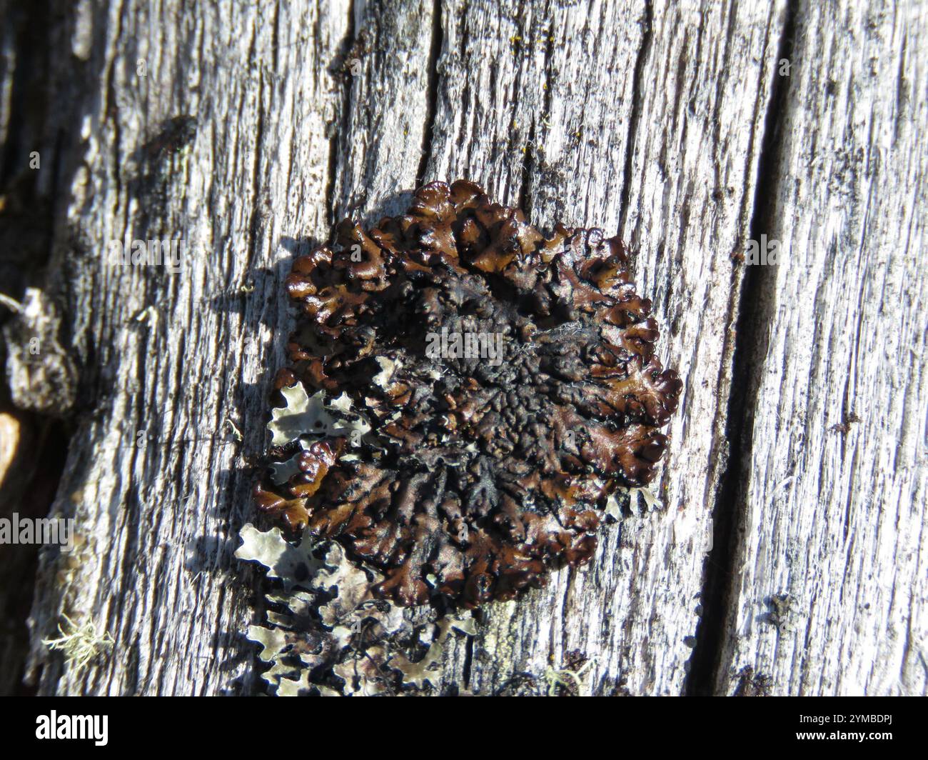 common lichens (Lecanoromycetes Stock Photo - Alamy
