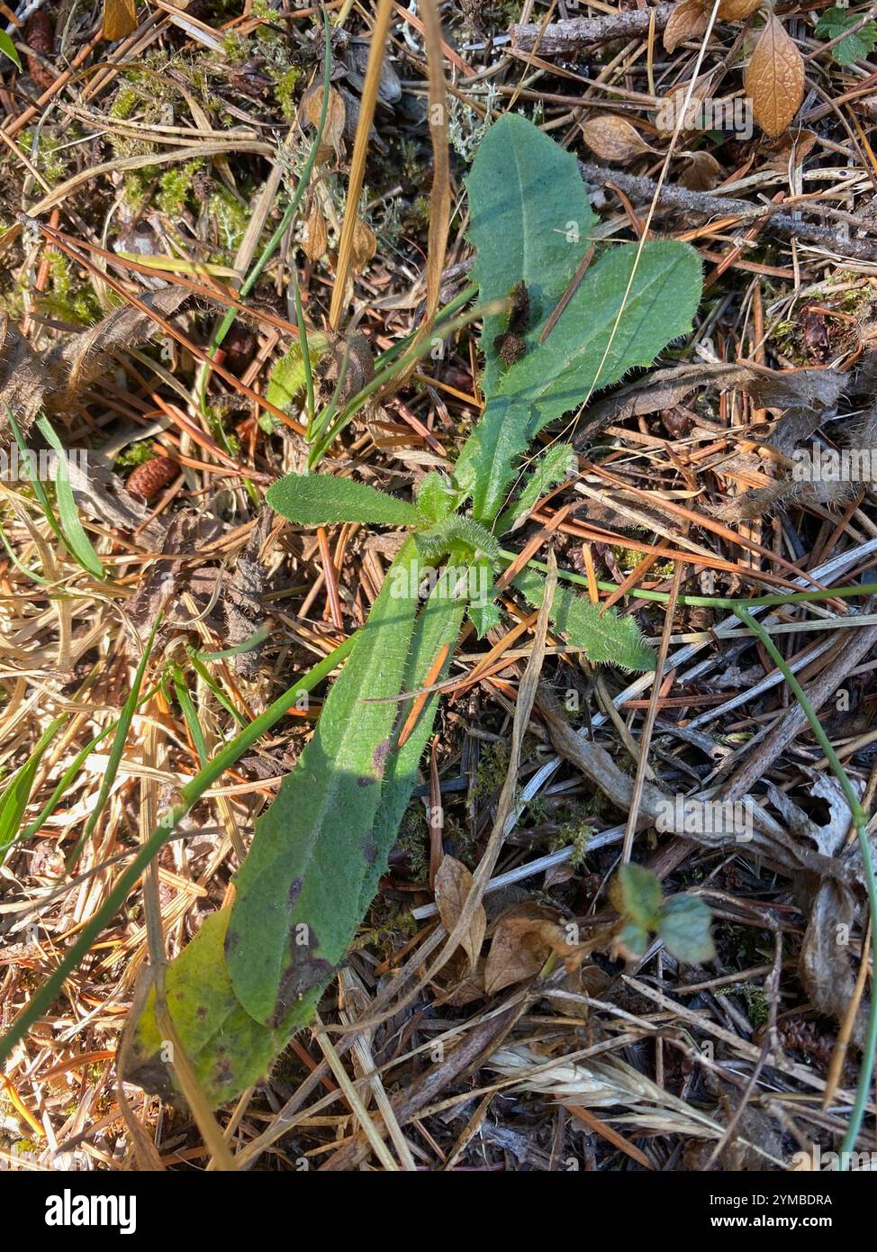 Lettuce, Chicory, Dandelion and Salsify Tribe (Cichorieae Stock Photo ...