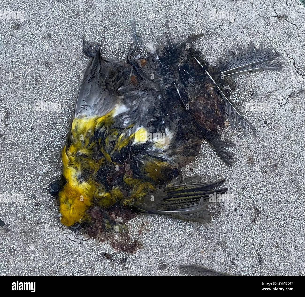 New World Warblers (Parulidae Stock Photo - Alamy