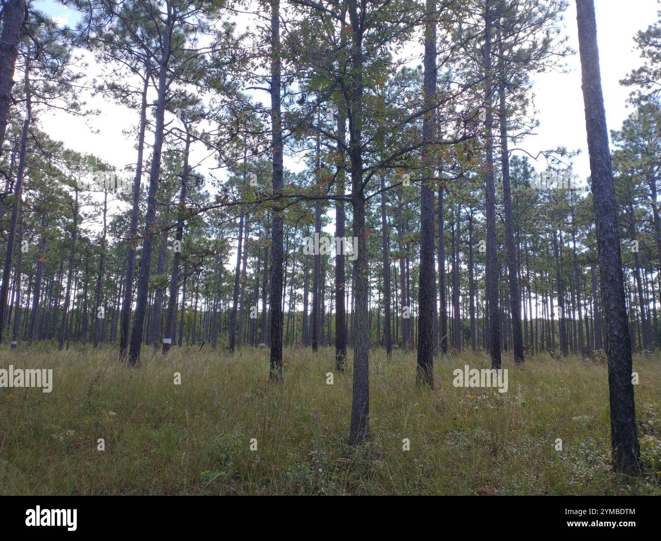 longleaf pine (Pinus palustris Stock Photo - Alamy