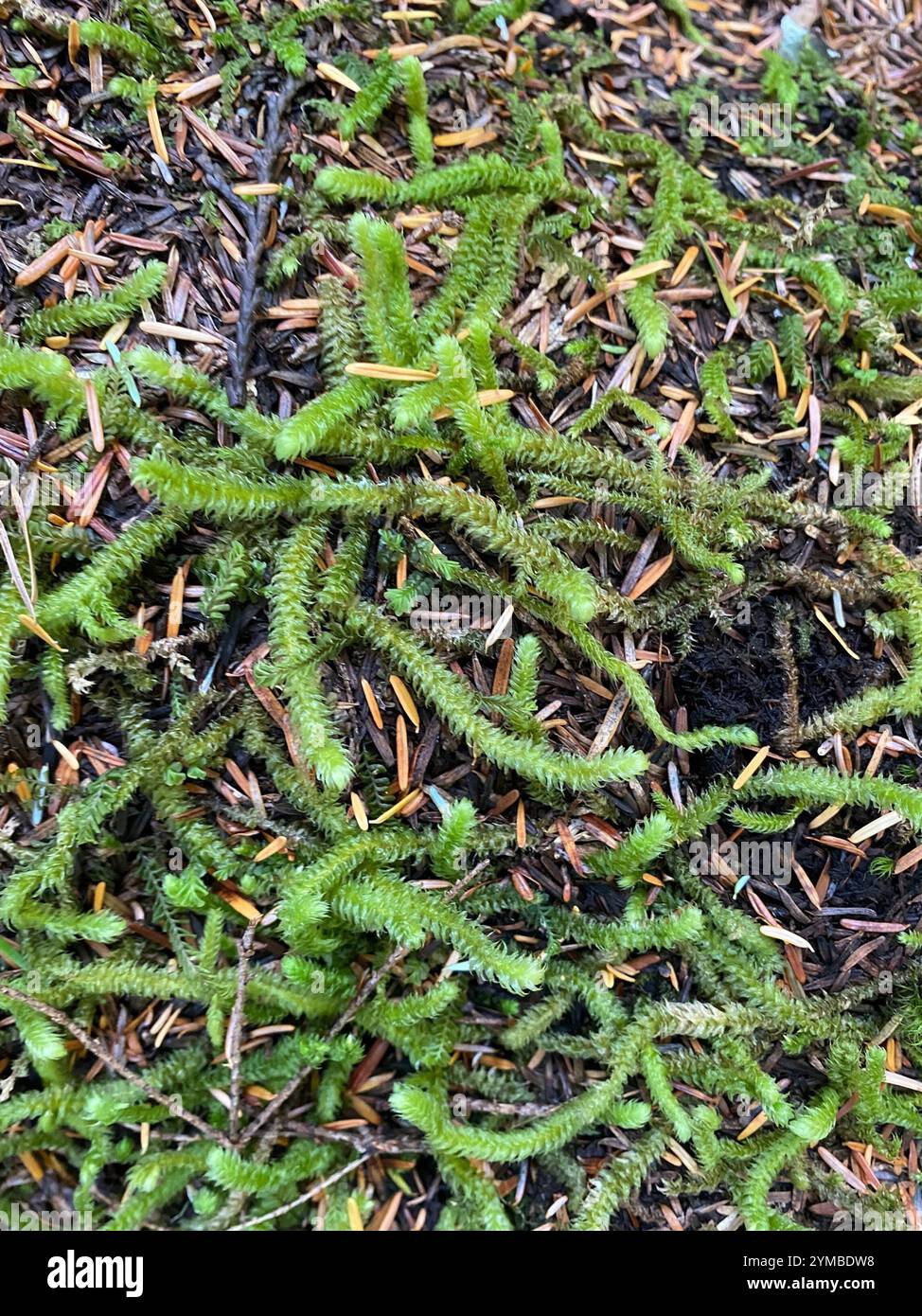 Pipecleaner Moss (Rhytidiopsis robusta Stock Photo - Alamy