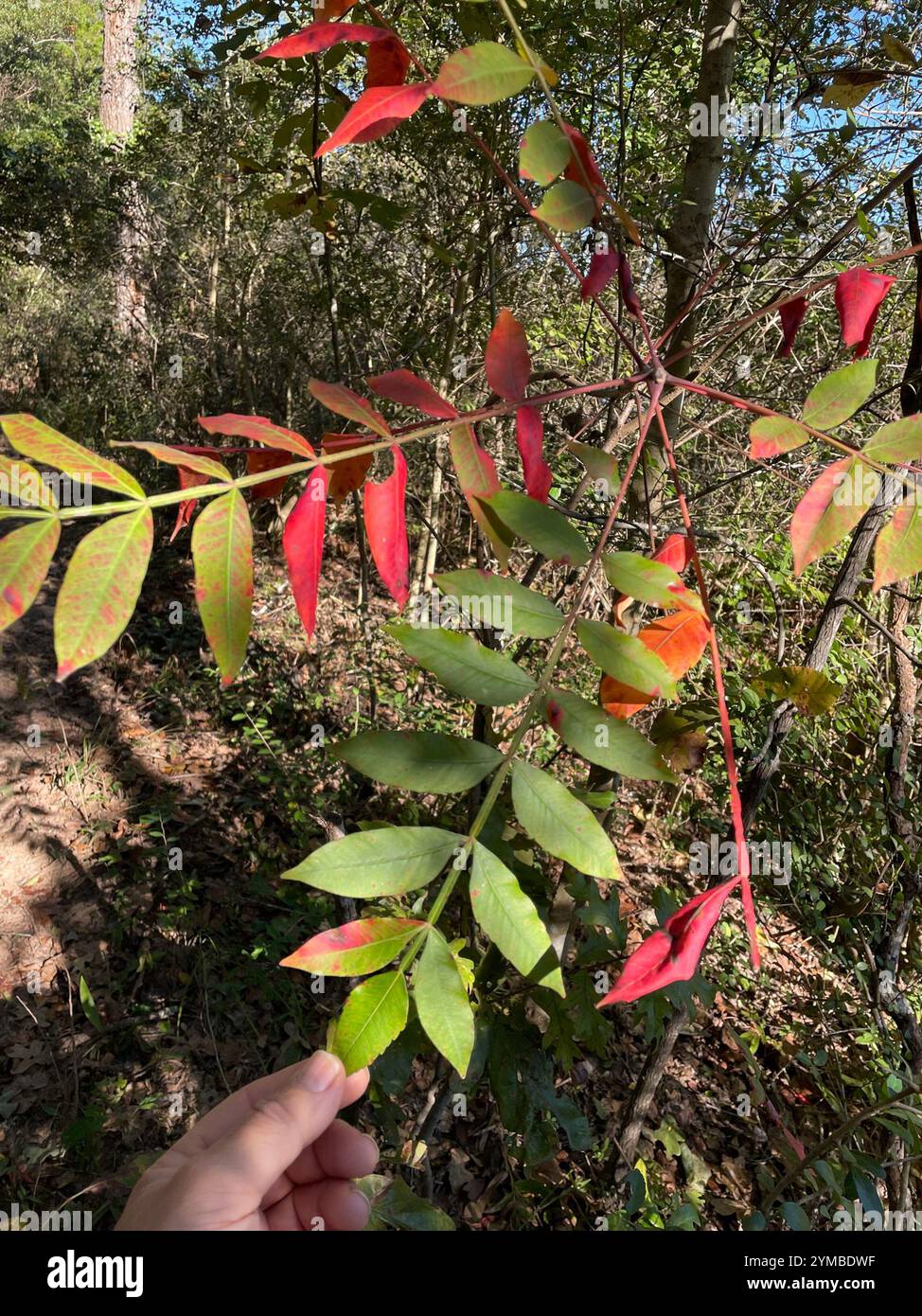 shining sumac (Rhus copallinum Stock Photo - Alamy