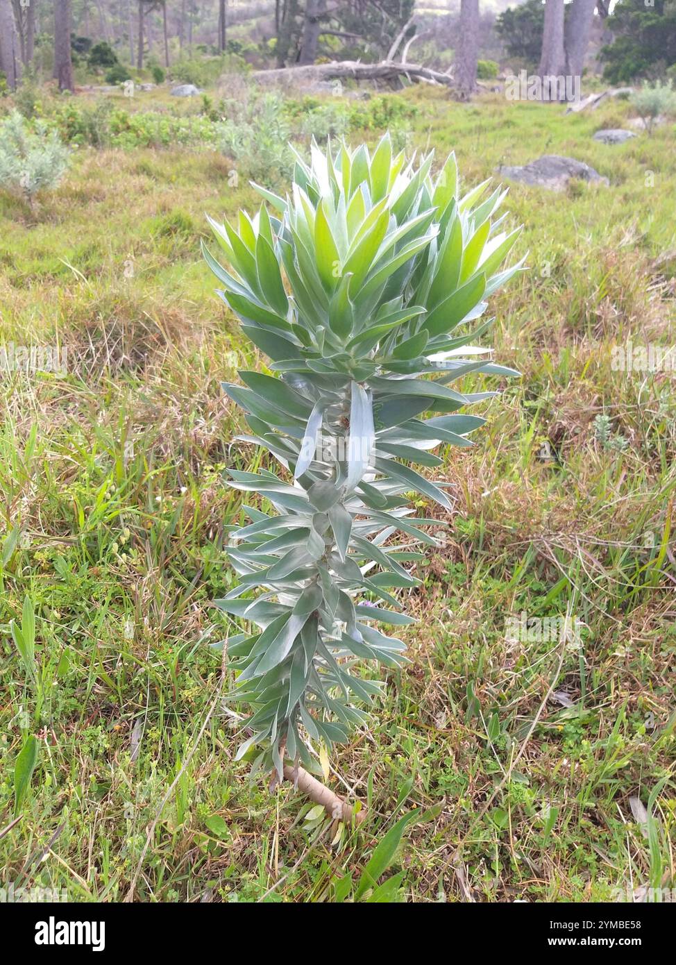 Cape Silver Tree (Leucadendron argenteum Stock Photo - Alamy