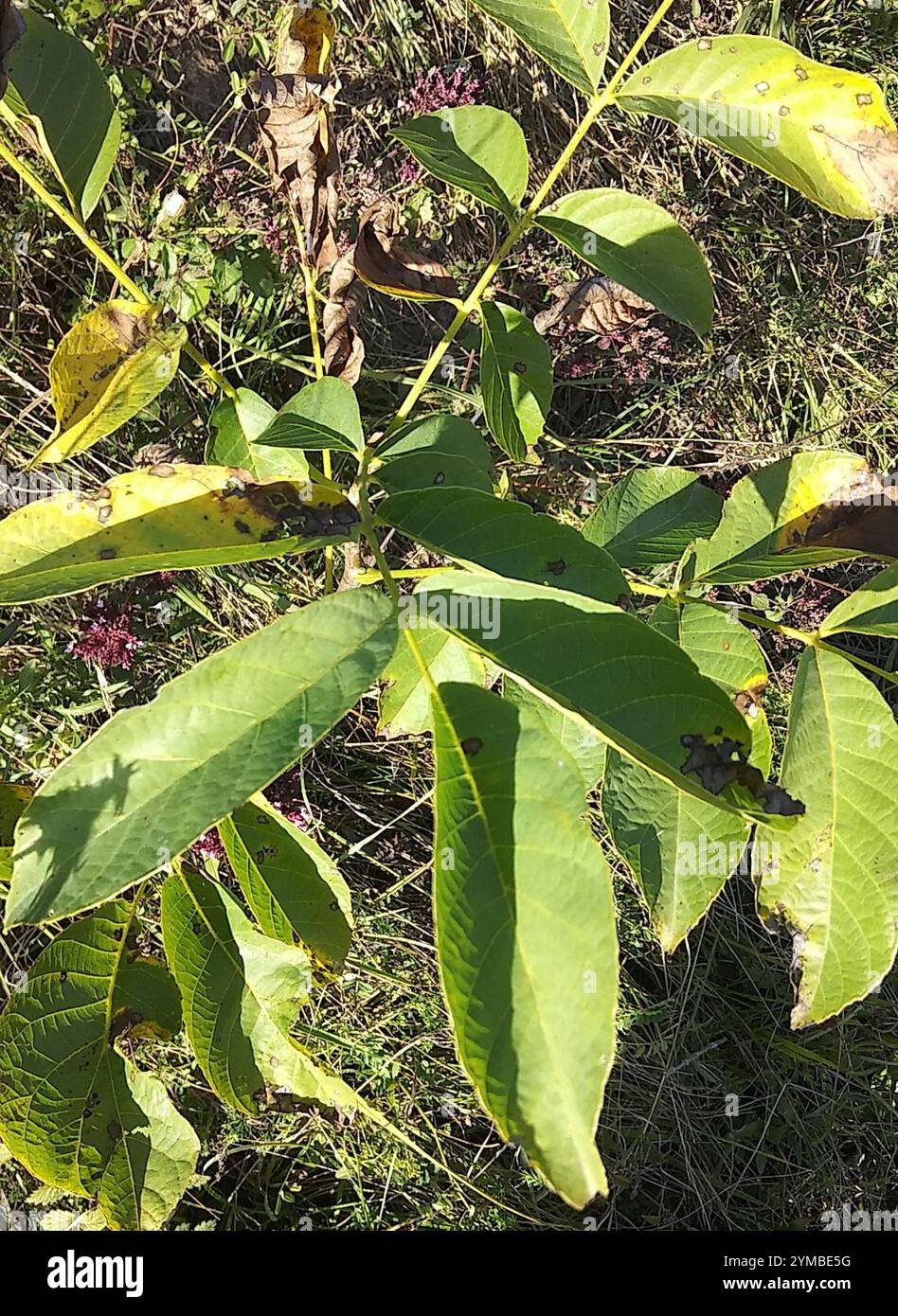 Persian walnut (Juglans regia Stock Photo - Alamy