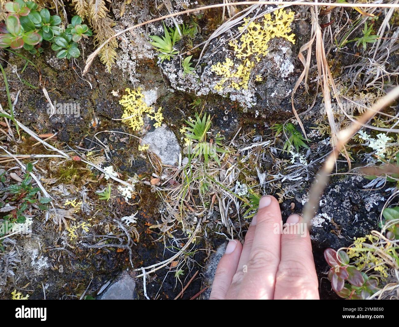 tofieldia family (Tofieldiaceae Stock Photo - Alamy