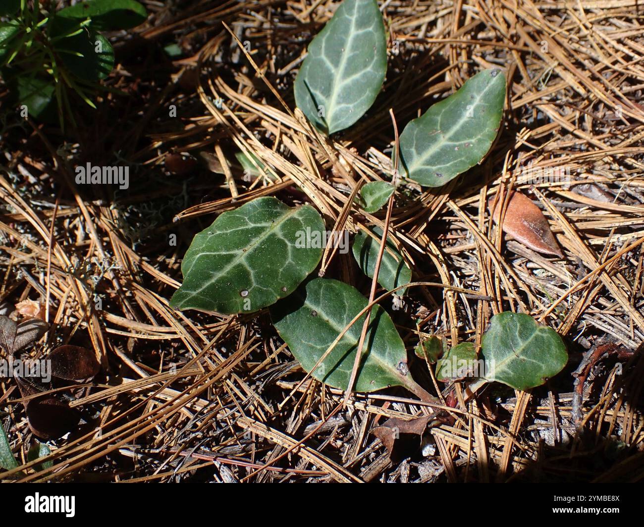 white-veined wintergreen (Pyrola picta Stock Photo - Alamy