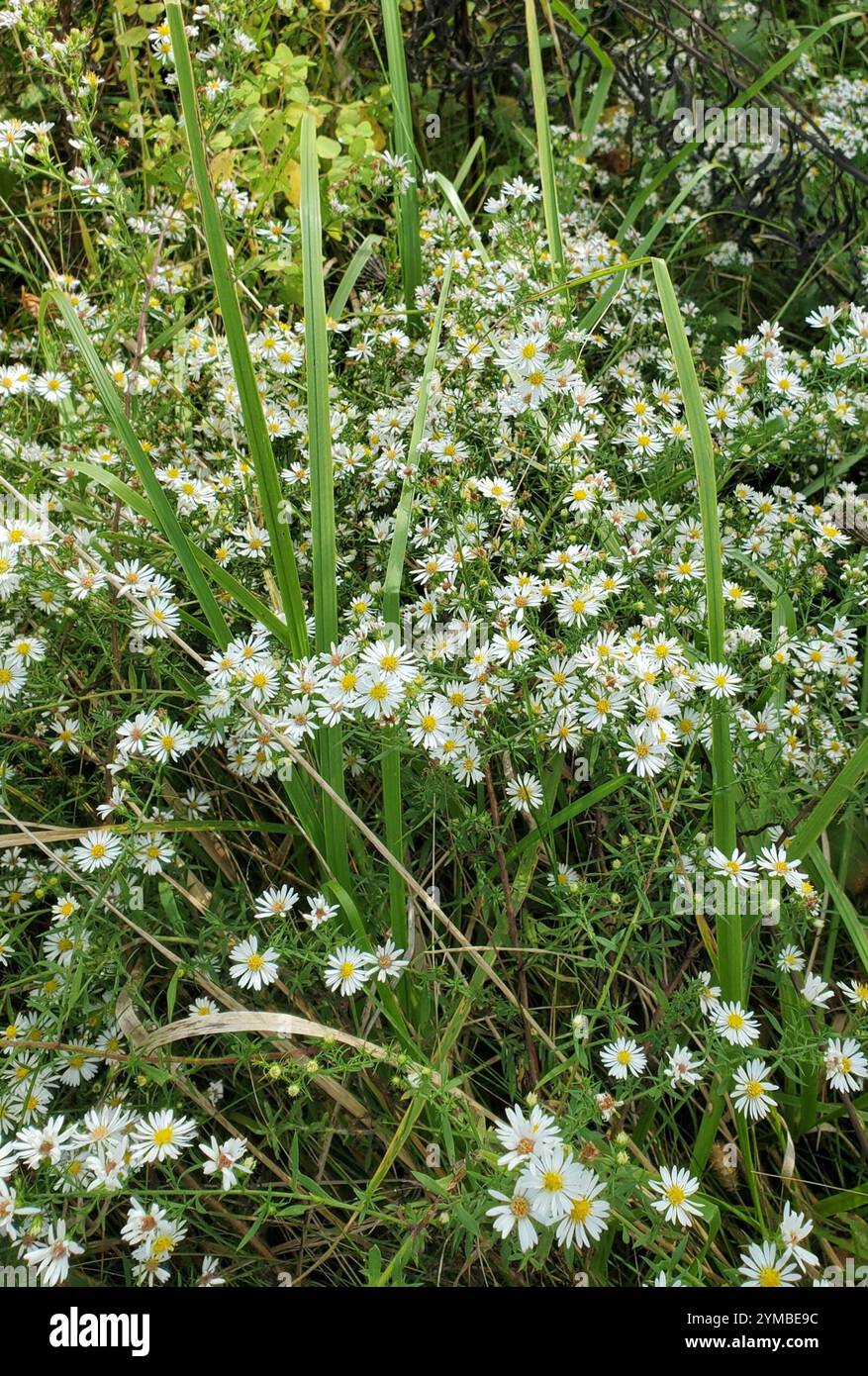 hairy white oldfield aster (Symphyotrichum pilosum Stock Photo - Alamy