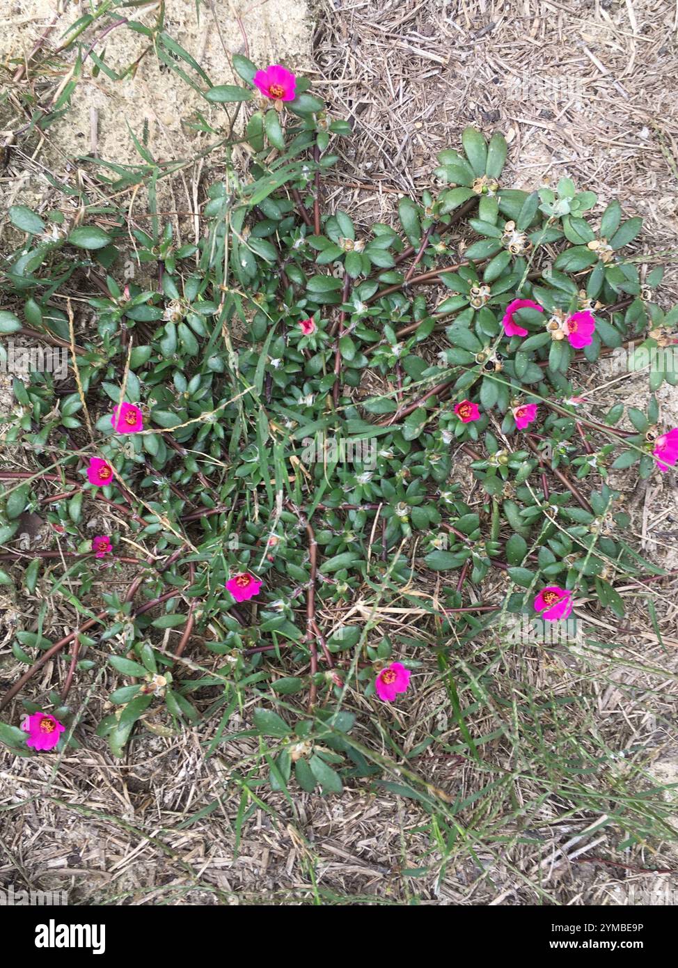 Paraguayan Purslane (Portulaca amilis Stock Photo - Alamy