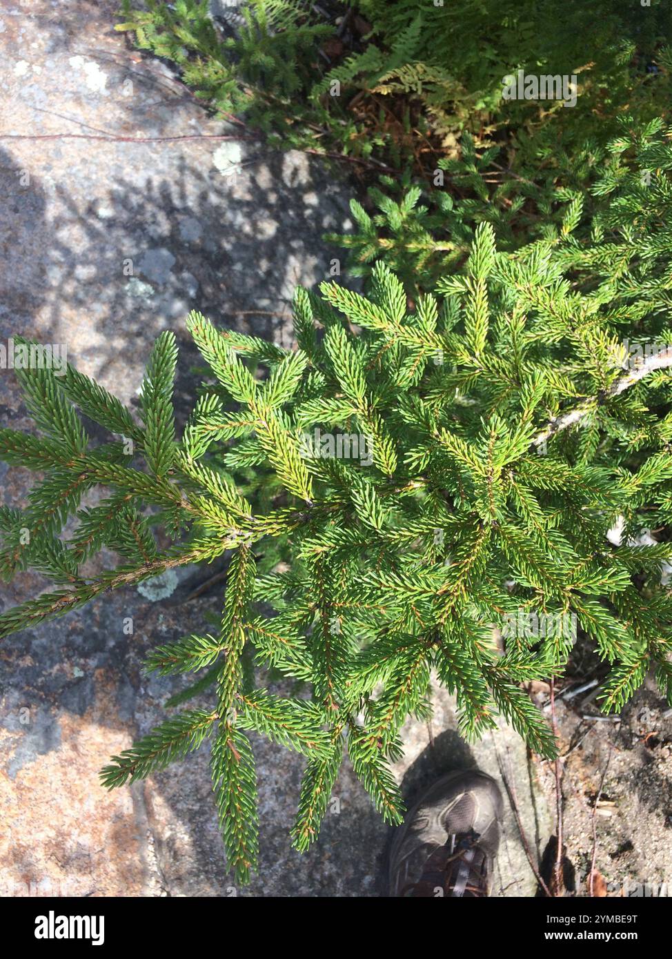 red spruce (Picea rubens Stock Photo - Alamy
