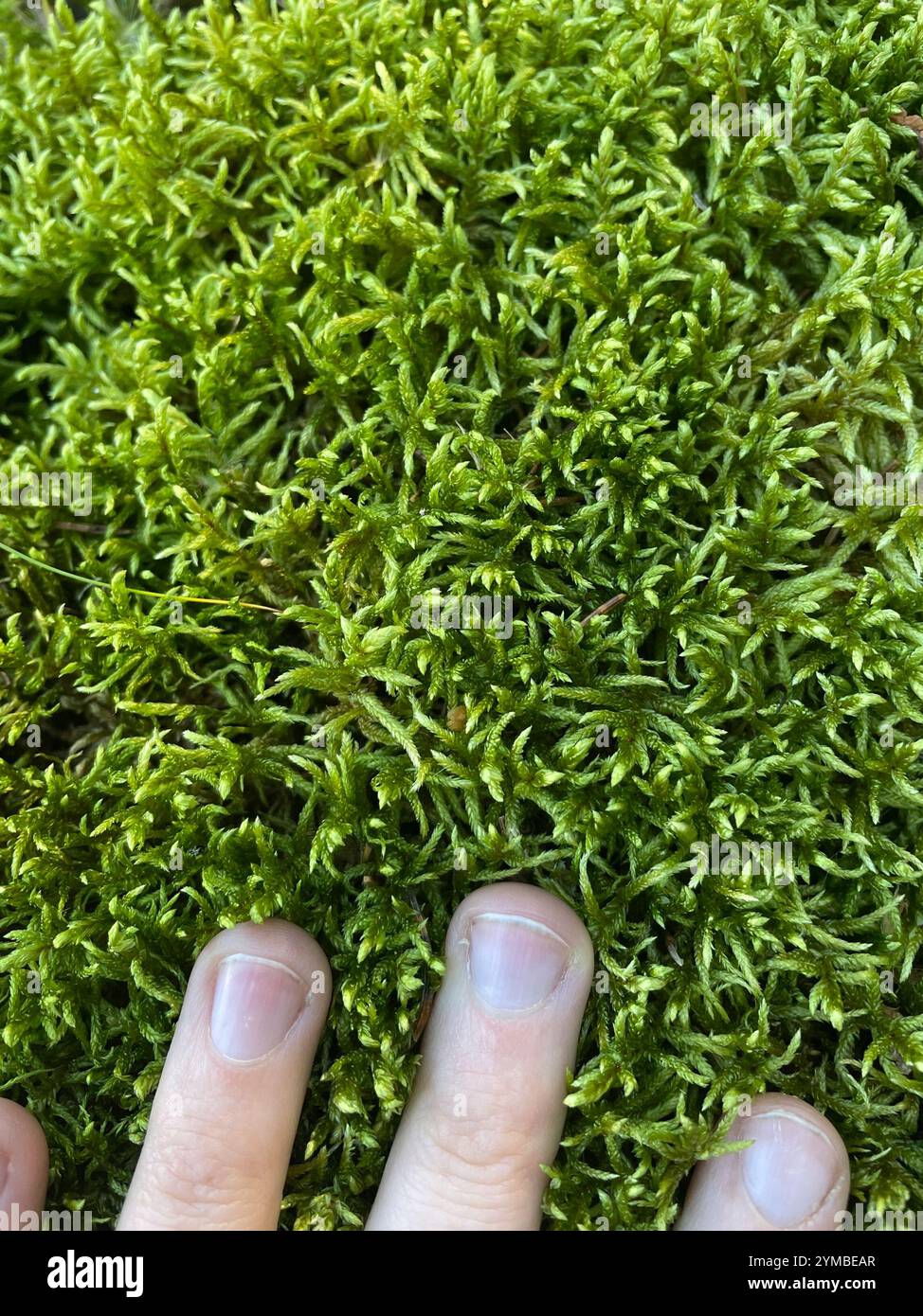 Pleurozium pleurozium schreberi hi-res stock photography and images - Alamy