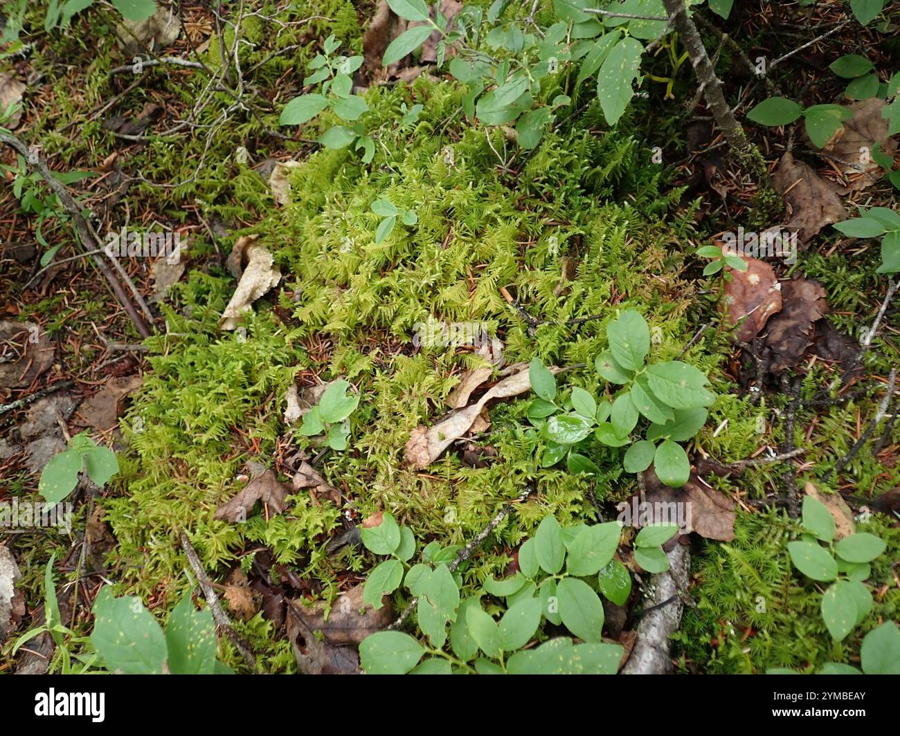Ostrich-plume Moss (Ptilium crista-castrensis Stock Photo - Alamy
