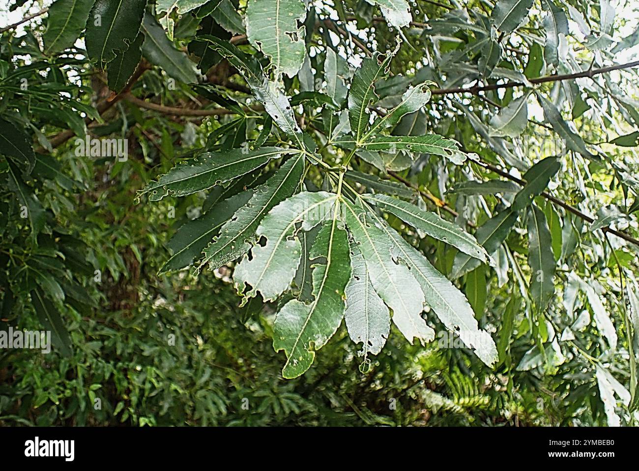 Witels (Platylophus trifoliatus Stock Photo - Alamy