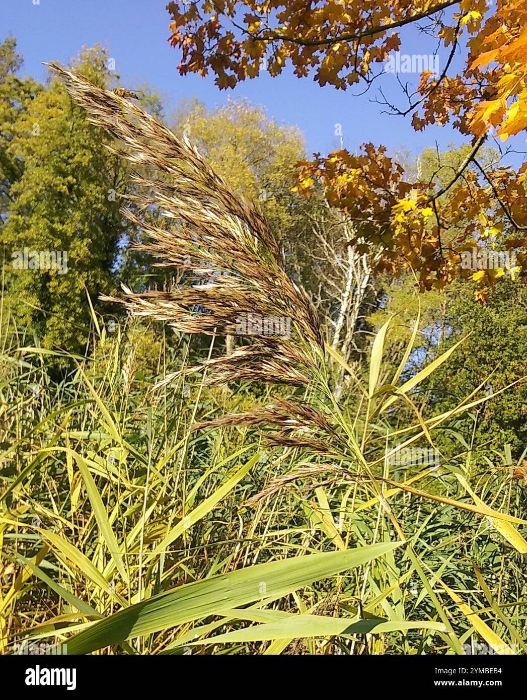 common reed (Phragmites australis Stock Photo - Alamy