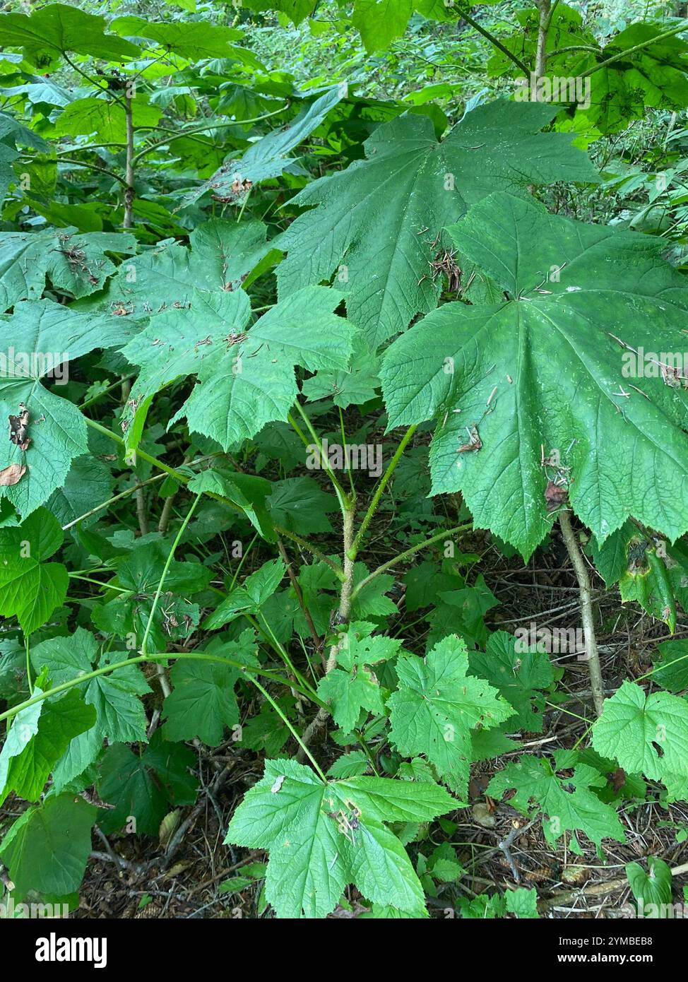 Devil's Club (Oplopanax horridus Stock Photo - Alamy