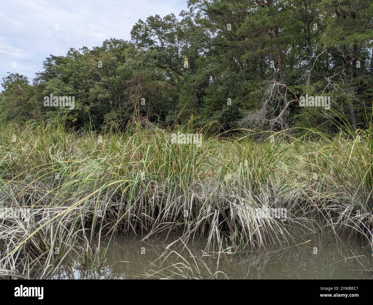 Saltmarsh Cordgrass (Sporobolus alterniflorus Stock Photo - Alamy