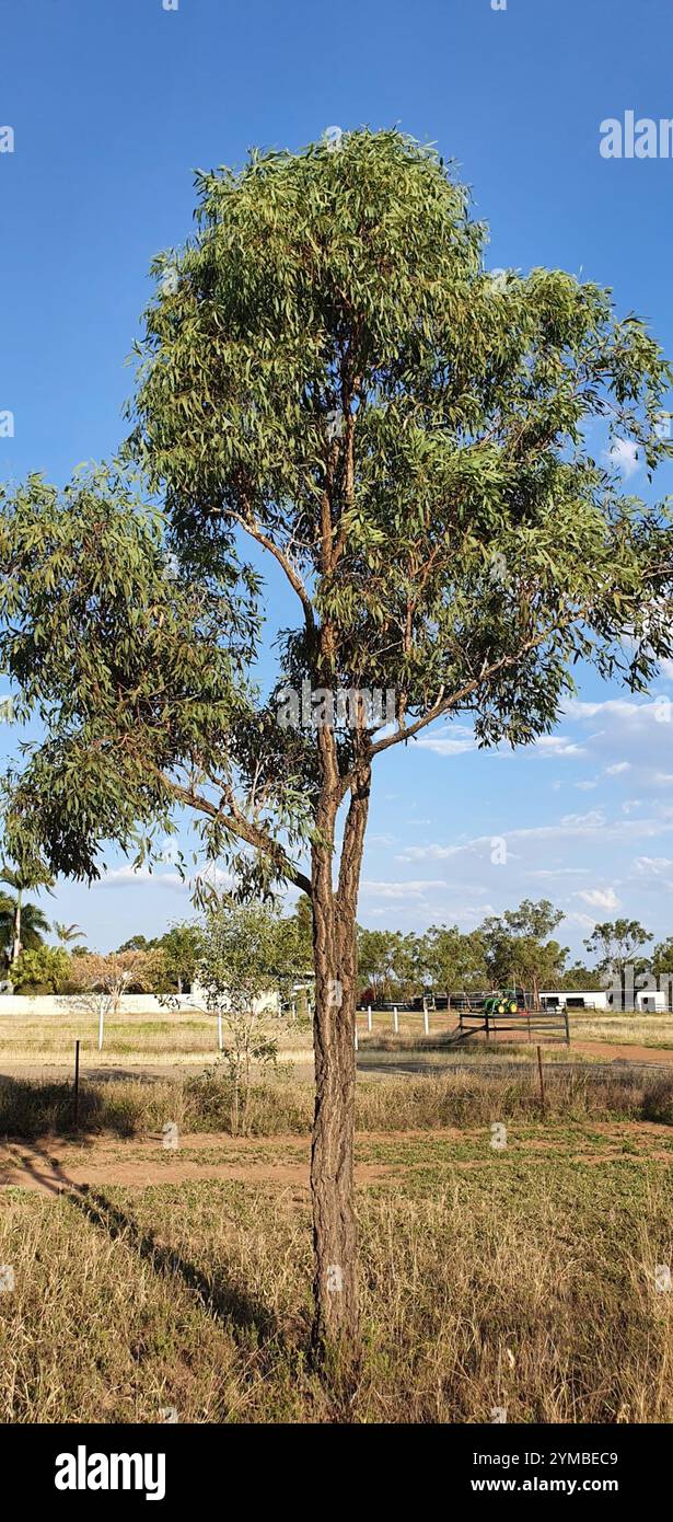 Eucalyptus crebra hi-res stock photography and images - Alamy