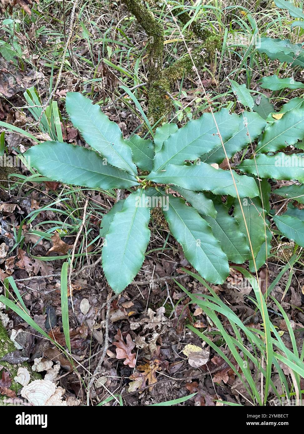 Chinese Photinia (Photinia serratifolia Stock Photo - Alamy