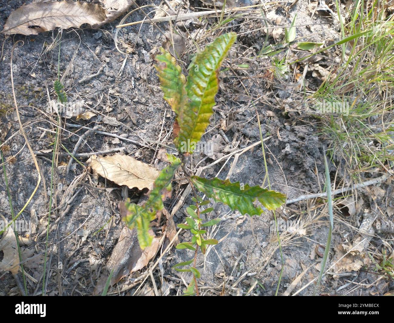 Sawtooth oak (Quercus acutissima Stock Photo - Alamy