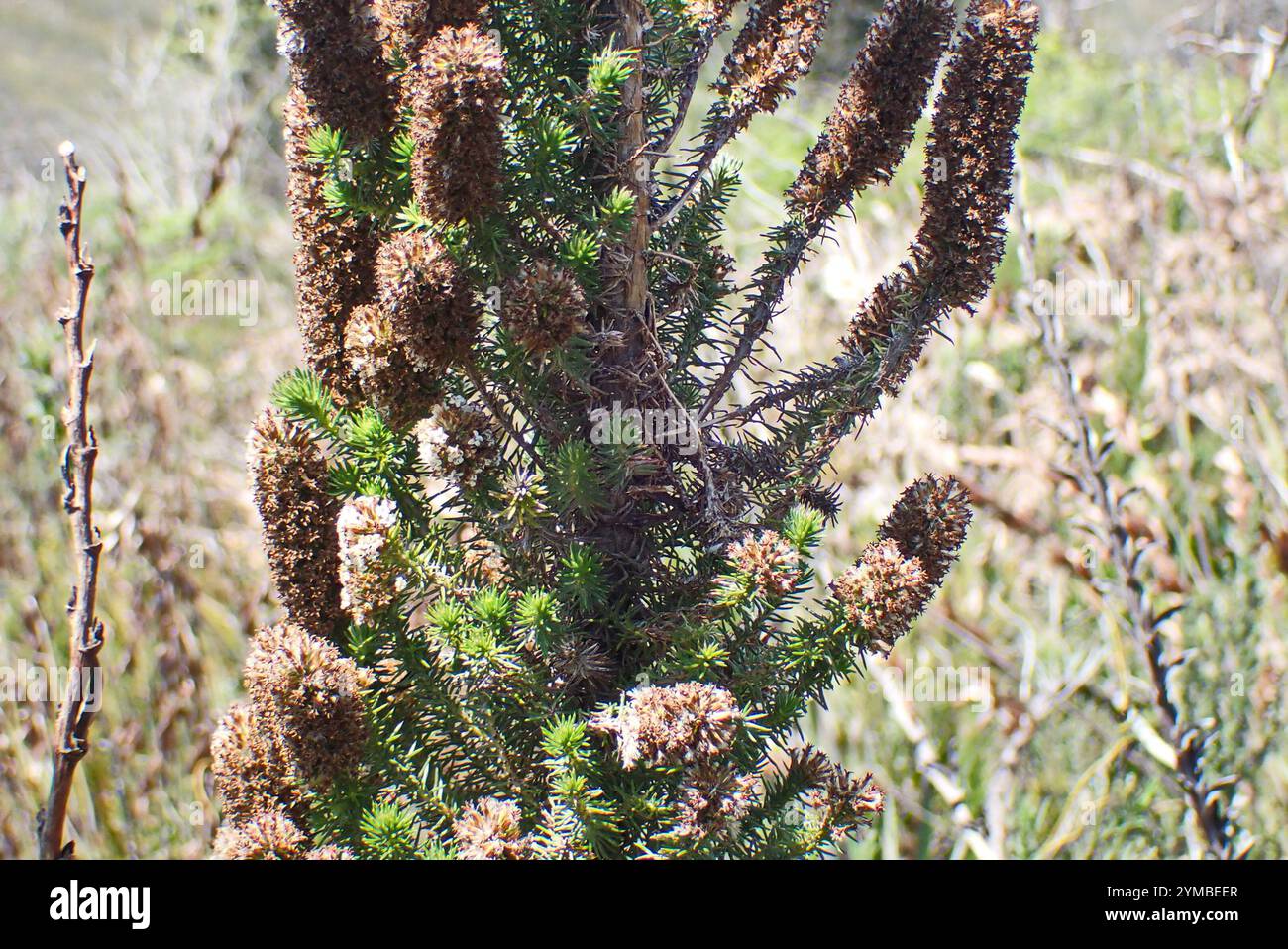 Foxy Slangbos (Stoebe alopecuroides Stock Photo - Alamy