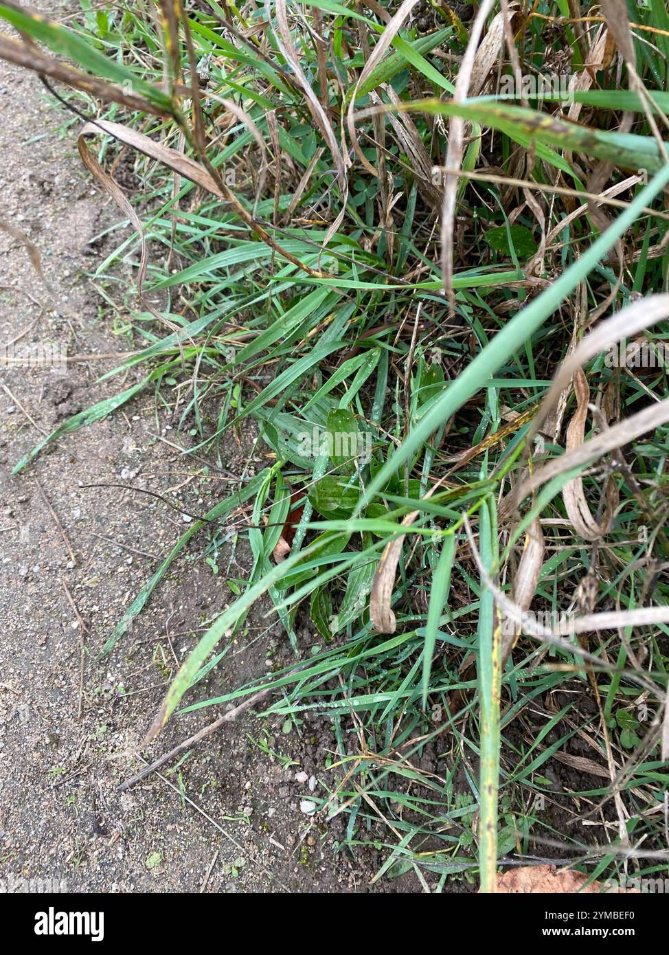 Northern Redbelly Snake (Storeria occipitomaculata occipitomaculata ...