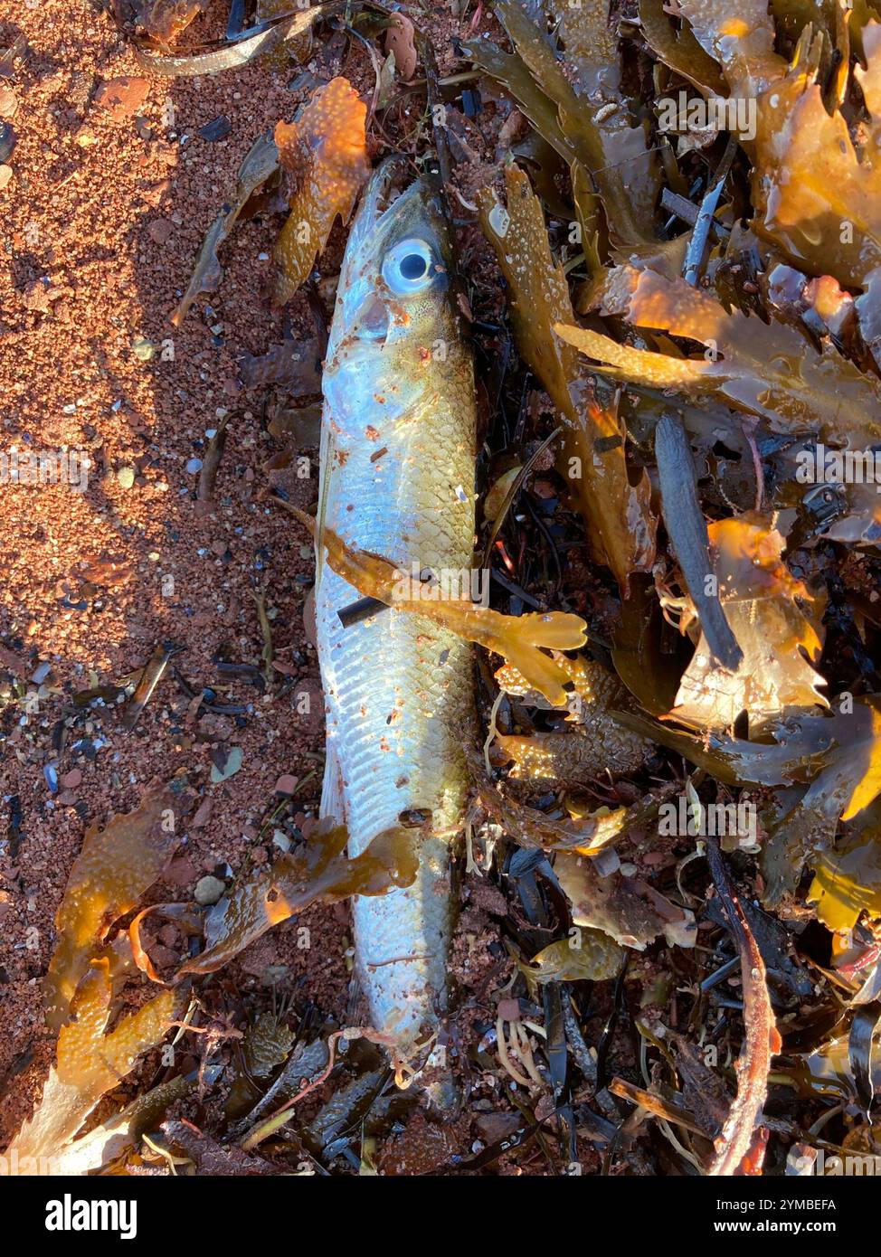 Rainbow Smelt (Osmerus mordax Stock Photo - Alamy