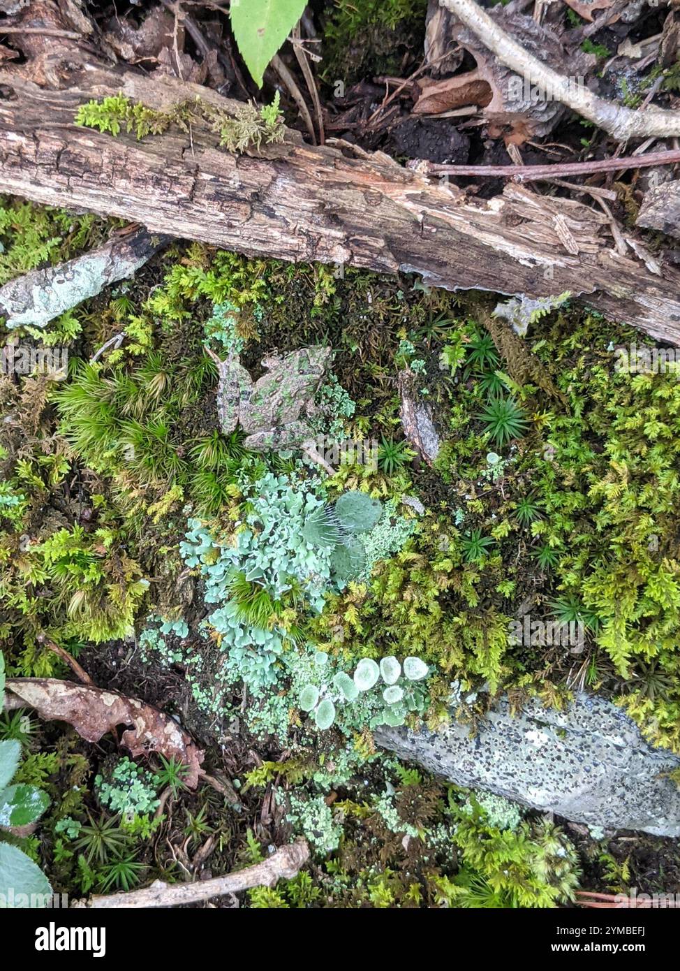 Northern Cricket Frog (Acris crepitans Stock Photo - Alamy