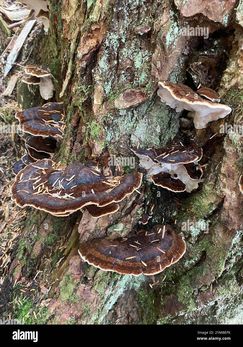 Benzoin bracket ischnoderma benzoinum hi-res stock photography and ...