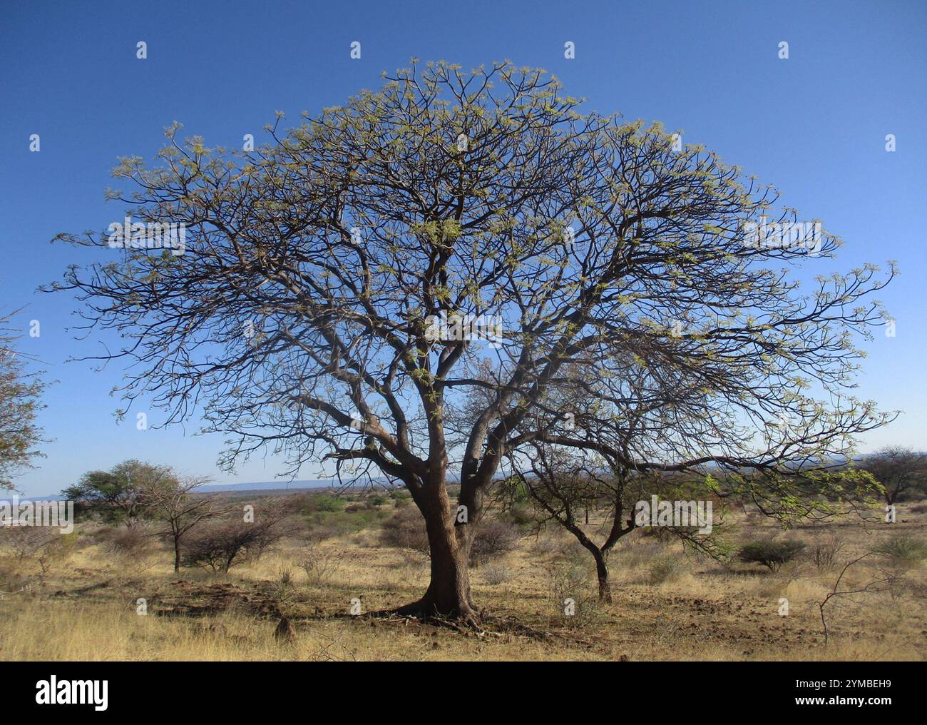 Kirkia (Kirkia acuminata Stock Photo - Alamy