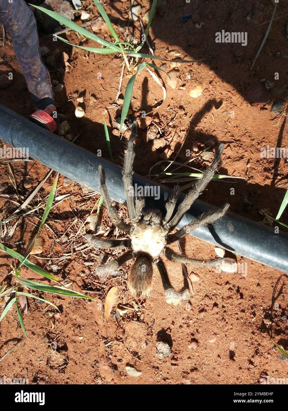 Desert Tarantula (Aphonopelma iodius Stock Photo - Alamy