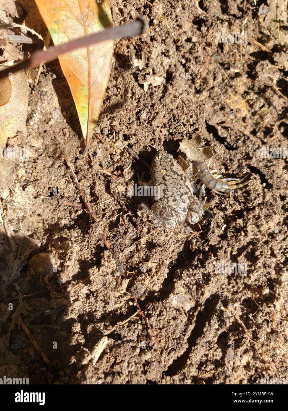 Eastern Narrow-mouthed Toad (Gastrophryne carolinensis Stock Photo - Alamy