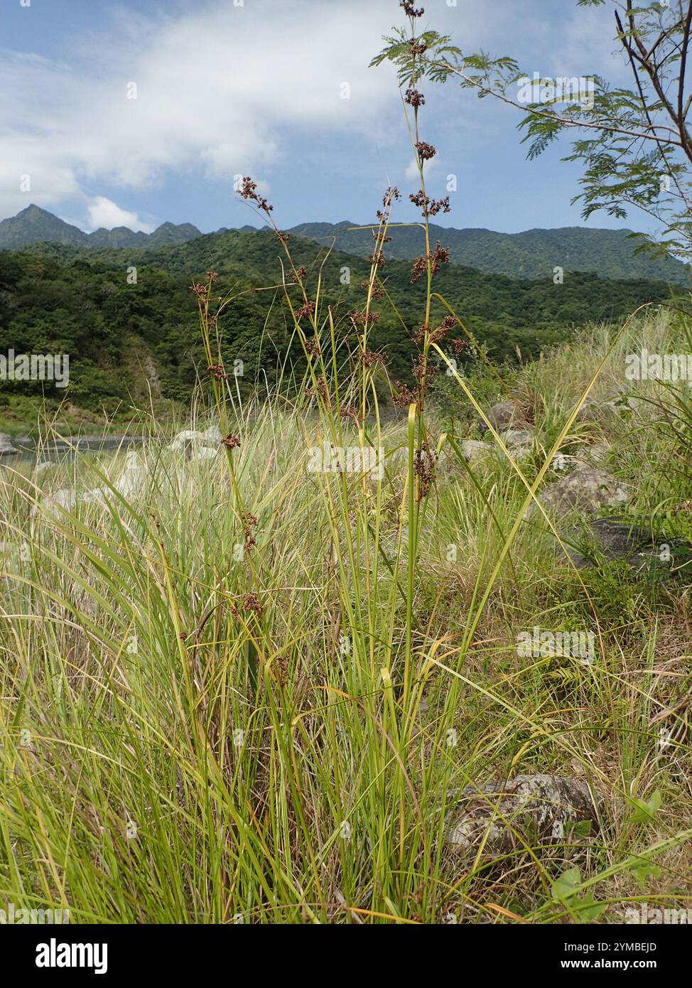 (Cladium mariscus mariscus Stock Photo - Alamy
