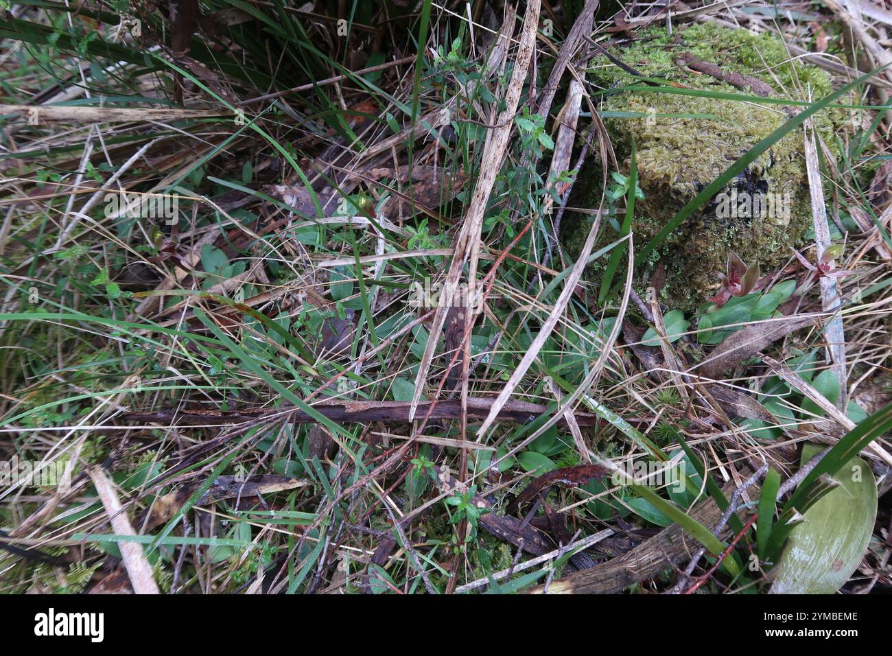 three-horned bird orchid (Chiloglottis triceratops Stock Photo - Alamy