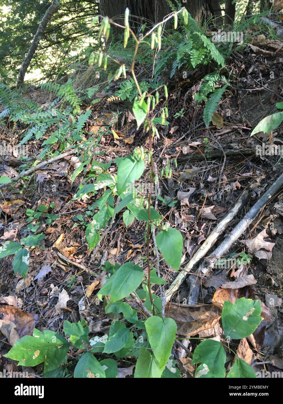 tall rattlesnake root (Nabalus altissimus Stock Photo - Alamy